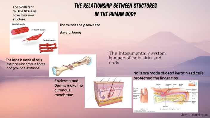 The Relationship Between Structures in the Human Body by Jamie ...