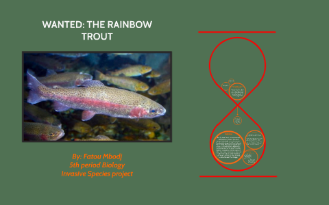 Invasive Species: The Rainbow Trout. by Fatou Mbodj on Prezi