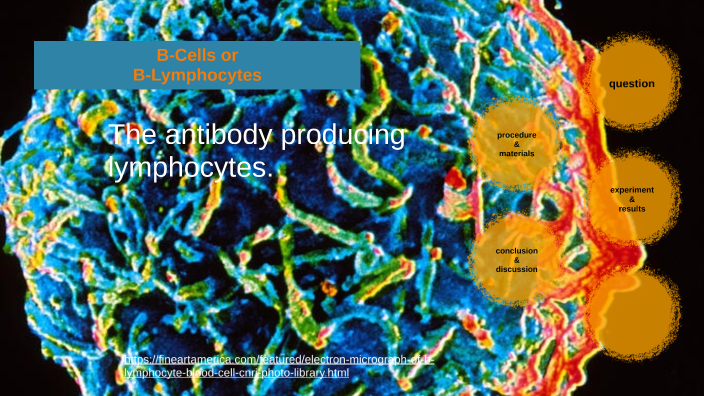 An Introduction to B-Cells (B-lyphocytes) by on Prezi