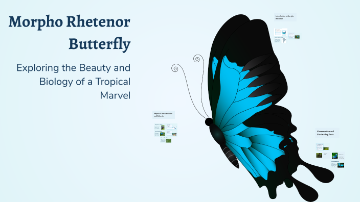 Morpho Rhetenor Butterfly by Ana Gomez on Prezi