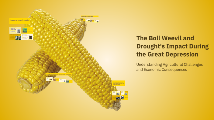 The Boll Weevil and Drought's Impact During the Great Depression by ...