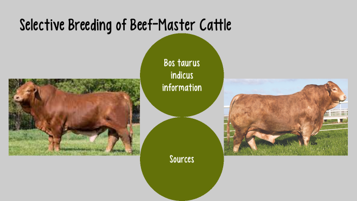Selective Breeding of Beef-Master Cattle by Miller Leslie on Prezi