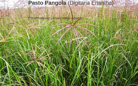 Pasto Pangola (Digitaria Eriantha) by on Prezi