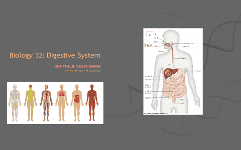 Biology 12: Digestive System by Annes Kim on Prezi