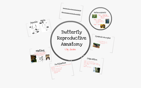 Butterfly Reproductive System by Lily Jacobs on Prezi