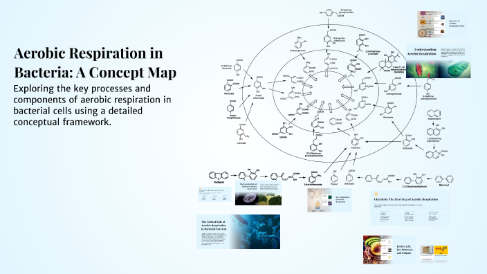 Aerobic Respiration in Bacteria: A Concept Map by Annalise DeRosa on Prezi