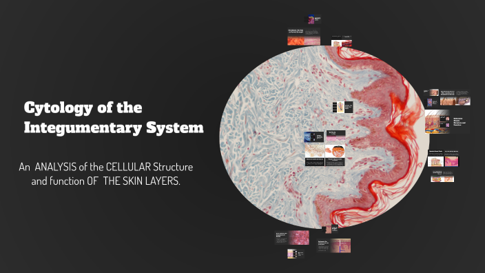 Cytology of the Integumentary System by LadyGer Godoy on Prezi