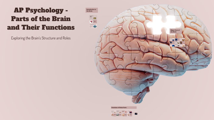 AP Psychology - Parts of the Brain and Their Functions by Miracle ...