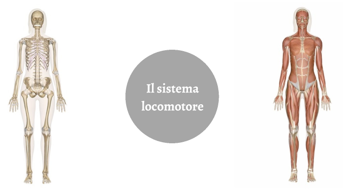 Il sistema locomotore 2 by Chiara Minotti on Prezi