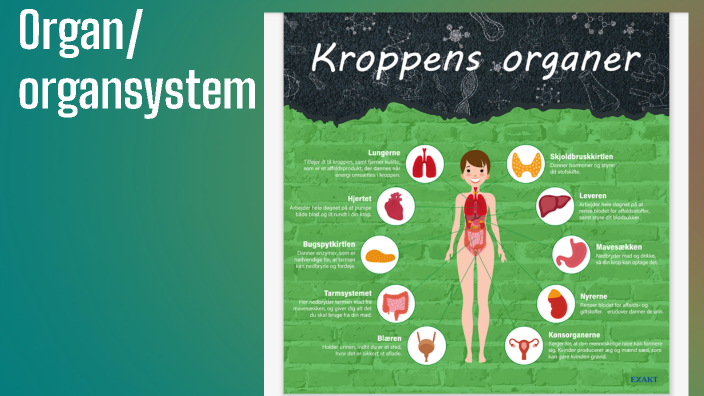 Organ og organsystem by Lina Klegere on Prezi
