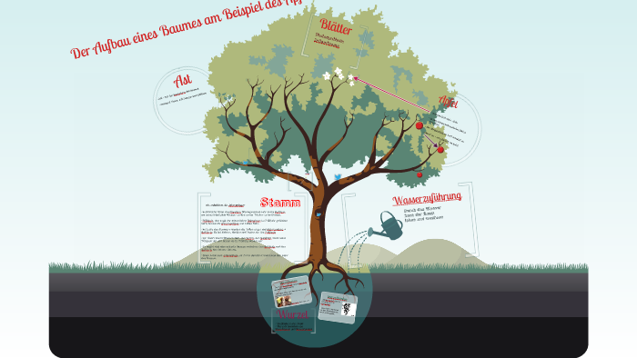 Der Aufbau eines Baumes am Beispiel eines Apfelbaums by Nico Hägele on ...