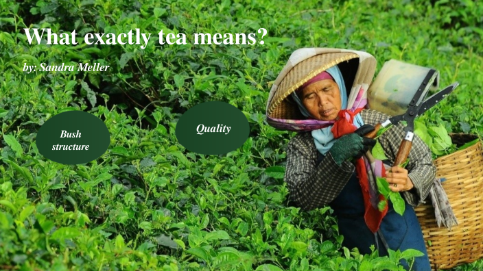 What exactly tea means? by Paweł Preibisz on Prezi