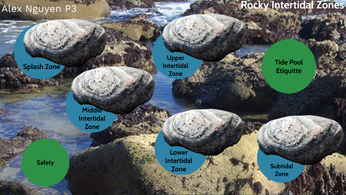 IB Marine Rocky Intertidal Zone by Alexander W. Nguyen on Prezi