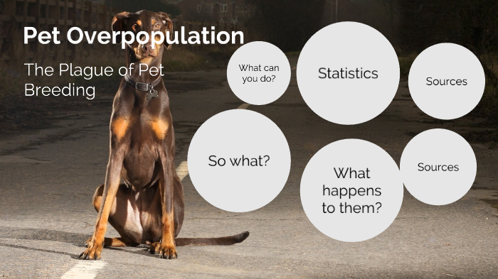 Animal Overpopulation by laina bungard on Prezi