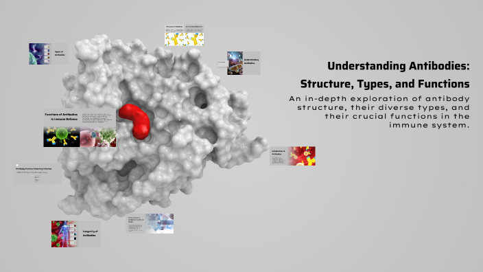 Understanding Antibodies: Structure, Types, and Functions by aram ...