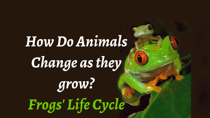 Frogs 'How Do Animals Change as they grow?' by Fatima Alawi on Prezi