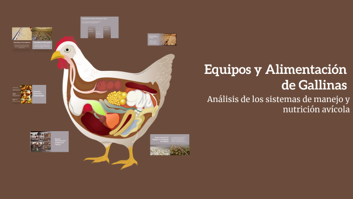 Equipos y Alimentación de Gallinas by Rachel Alfaro on Prezi