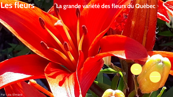 Les fleurs by Léa Simard on Prezi
