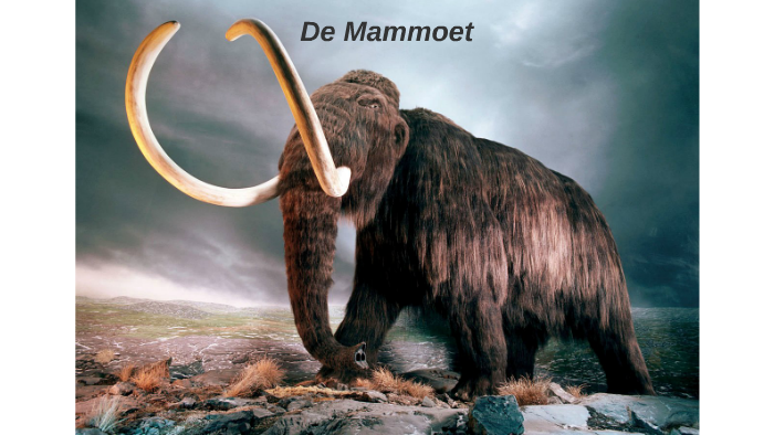 De Mammoet by Mees Huizinga on Prezi