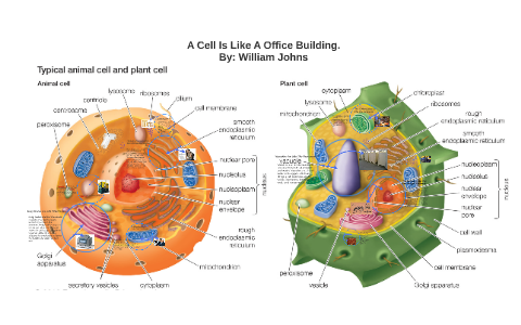 Cell Is Like An Office Building by William Johns on Prezi