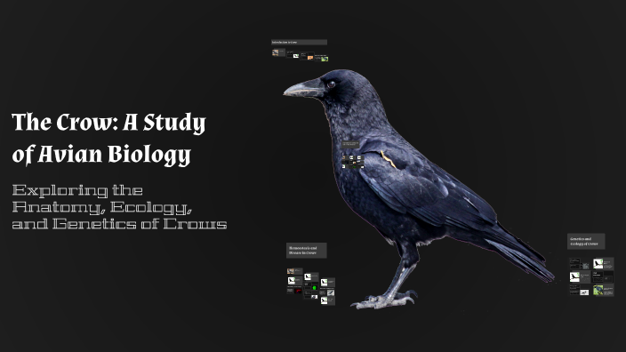 The Crow: A Study of Avian Biology by Anderson Baten on Prezi