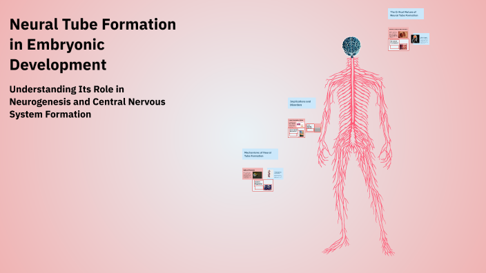 Neural Tube Formation in Embryonic Development by Diana Quintero on Prezi