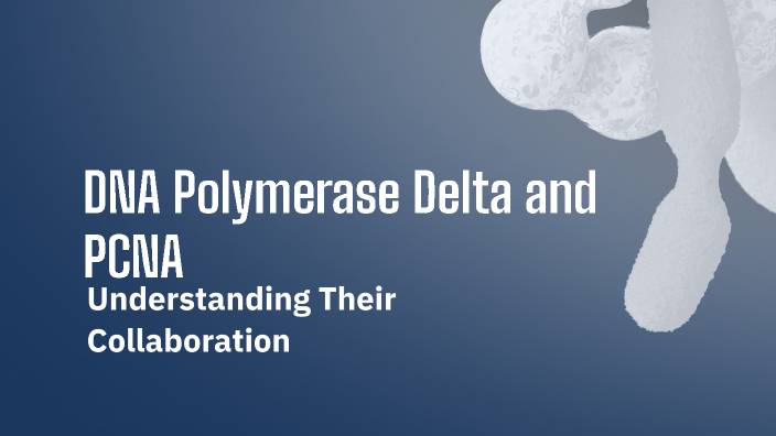 DNA Polymerase Delta and PCNA by Sihyun Kim on Prezi