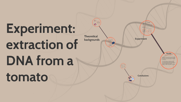 Experiment: extraction of DNA from a tomato by Samuele Conte on Prezi