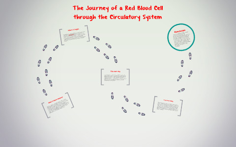 The Journey of a Red Blood Cell through the Circulatory Syst by Sarah ...