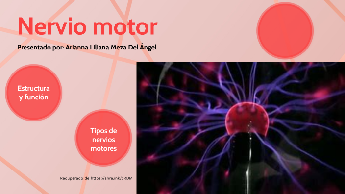 Nervio motor by Arianna Meza on Prezi