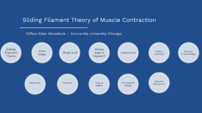 Sliding Filament Theory of Muscle Contraction by Allen Moredock on Prezi