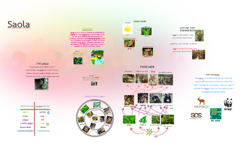 Saola by phuong nguyen on Prezi