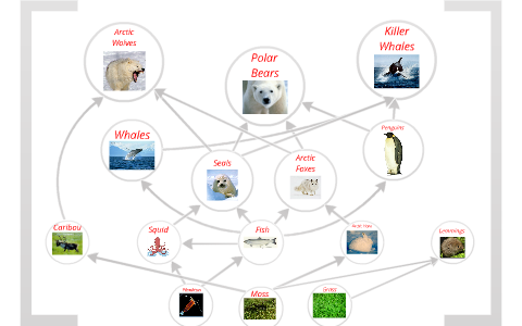 Food Web of the Arctic by Dylan Bendzynski on Prezi