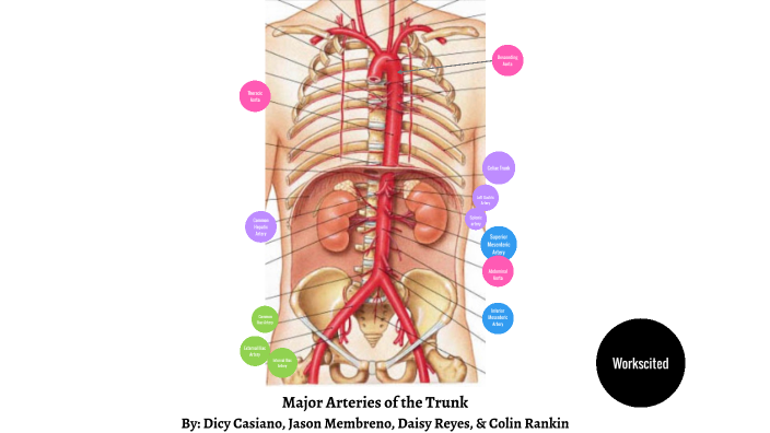 Major Arteries of the Trunk by Dicy Casiano-Merida on Prezi