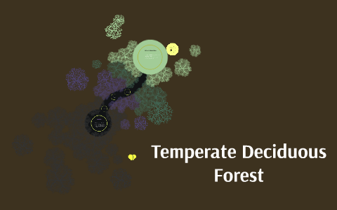 Temperate Deciduous Forest by Caitlyn Brewer on Prezi