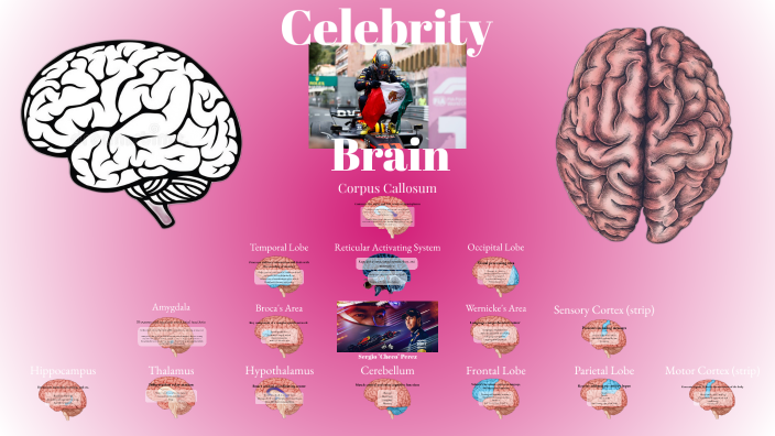 Celebrity brain by Rebecca Renteria on Prezi