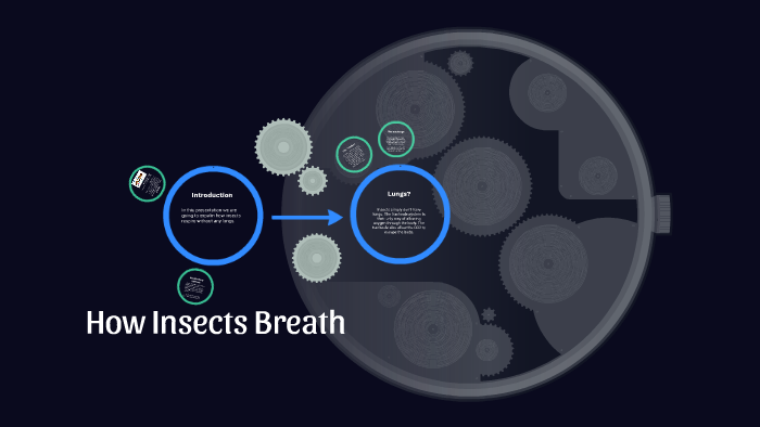 How Insects Breath by Tom Clare on Prezi