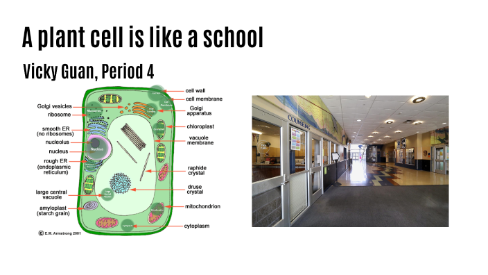 Plant cells are like school by Vicky Guan on Prezi