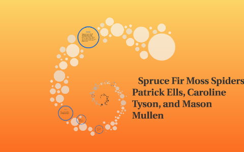 Spruce Fire Moss Spiders by caroline tyson on Prezi