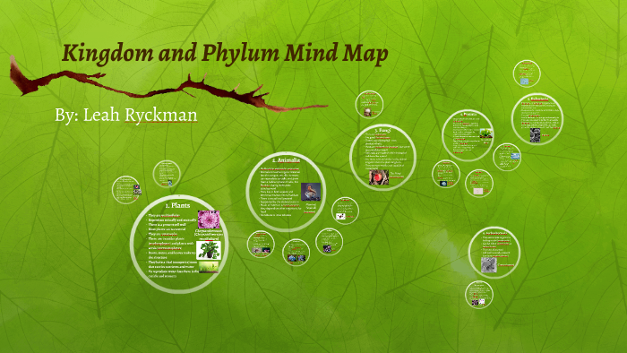 Kingdom and Phylum Mind Map by Leah Ryckman