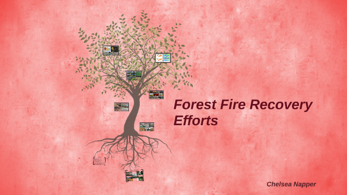 Forest Fire Recovery Efforts by on Prezi