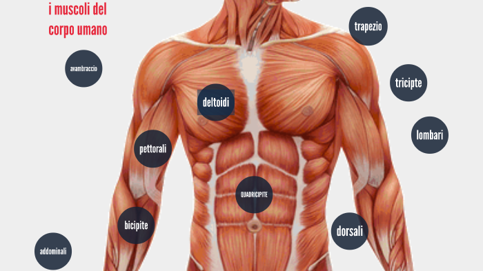 muscoli del corpo umano by belka elhajimi on Prezi