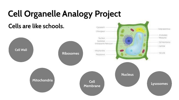 Cell Analogy Organelle Project by Katelyn Hollenbeck on Prezi