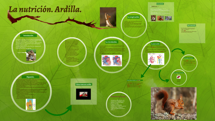 La nutrición. Ardilla. by Marta Mariano on Prezi