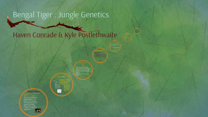 Bengal Tiger:Jungle Genetics by haven conrade on Prezi