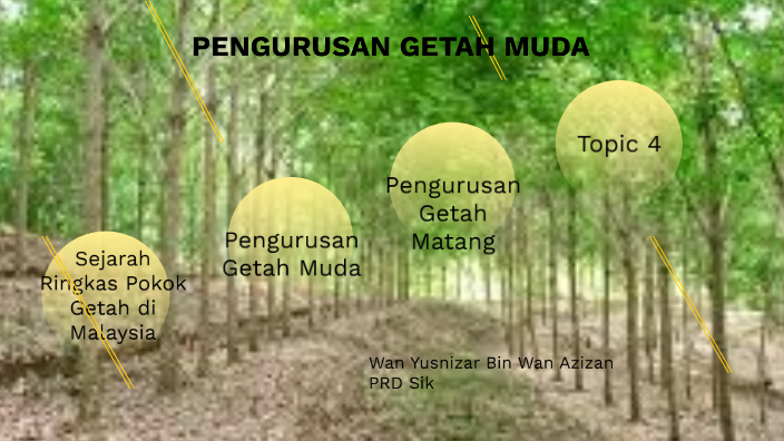 Pengurusan Getah Muda & Getah Matang by Wan Yusnizar Wan Azizan on Prezi