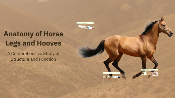 Anatomy of Horse Legs and Hooves by Julia Gajewska on Prezi