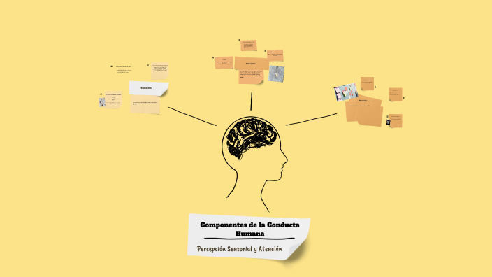 Componentes de la Conducta Humana by grachi caceres on Prezi