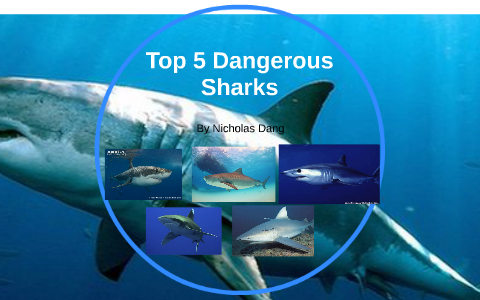 Top 5 dangerous sharks. by nicholas dang on Prezi
