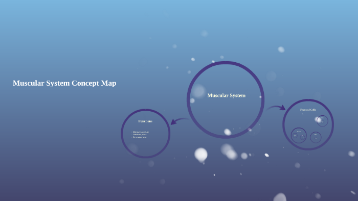 Muscular System Concept Map by Bethy Koning on Prezi